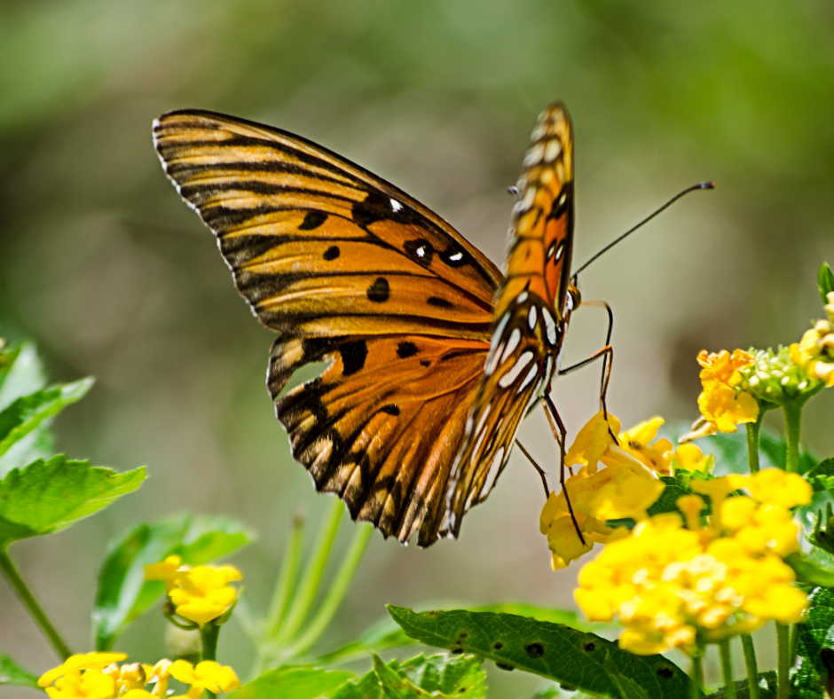 Butterfly Papilion Passes - Eastern Oklahoma Library System